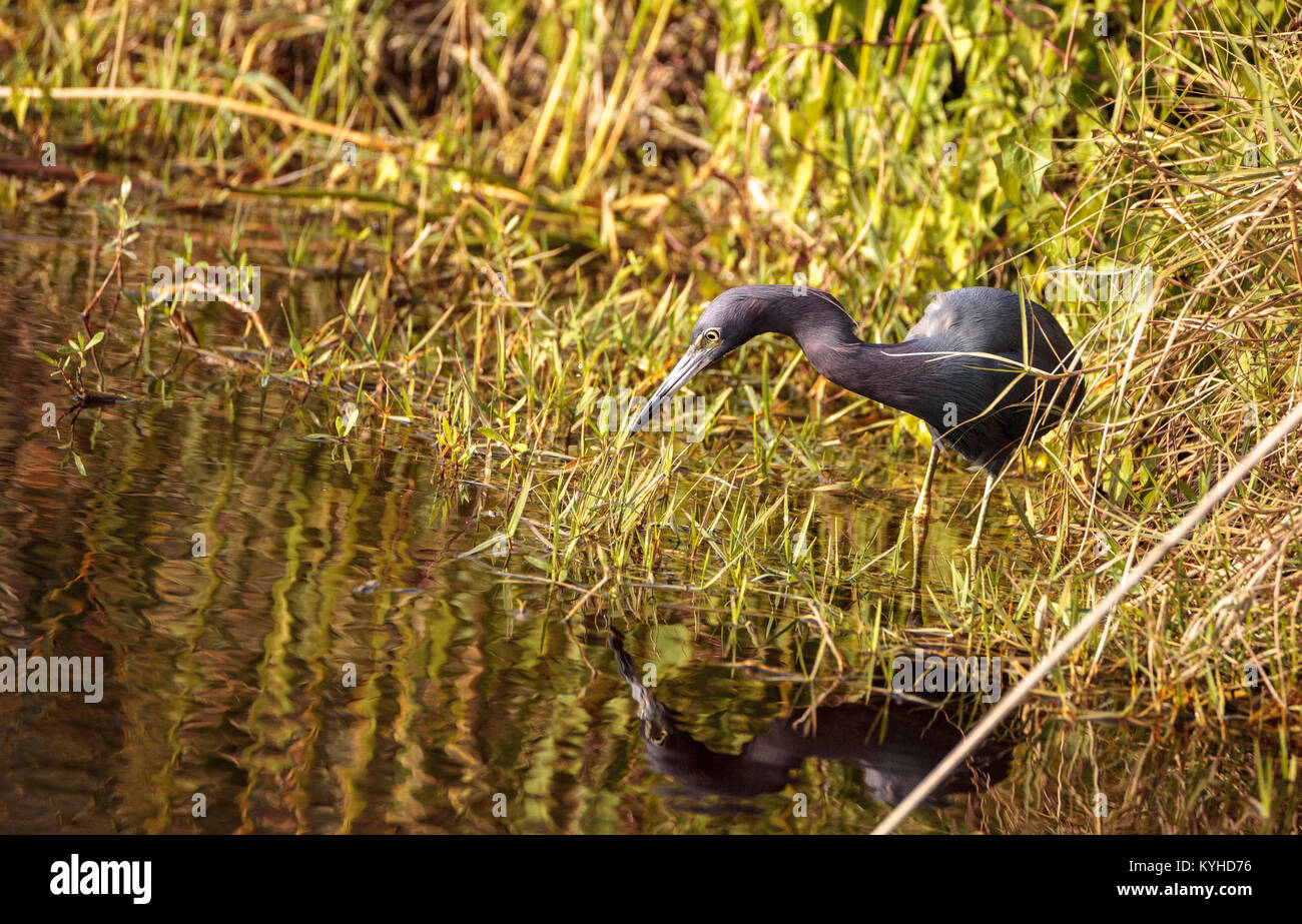 Little blue heron bird Egretta caerulea hunts for frogs amid water fern ...