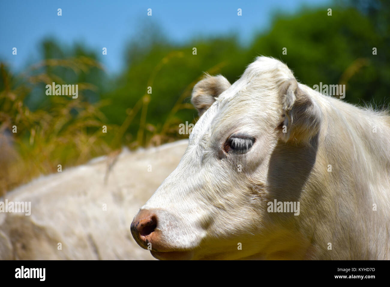A white bull's face showing the profile with a soft blurred background ...