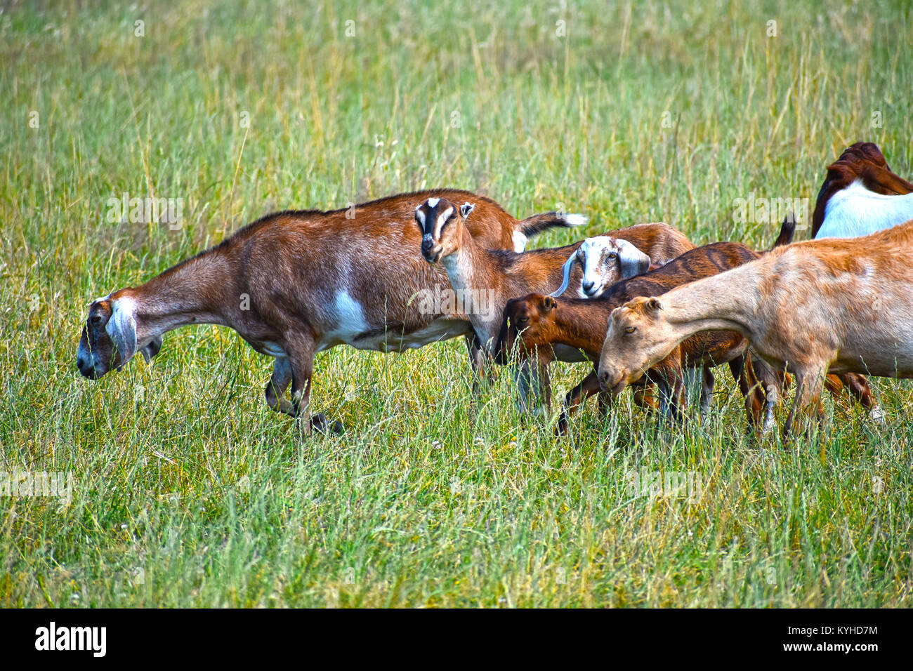Farm goats in a field of green grass Stock Photo - Alamy