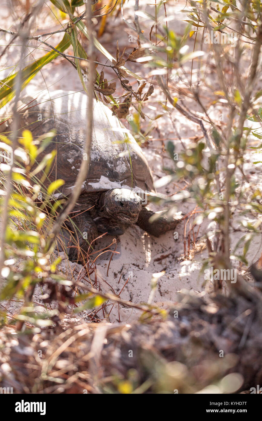Gopher tortoise Gopherus polyphemus moves through soft sand in Naples ...