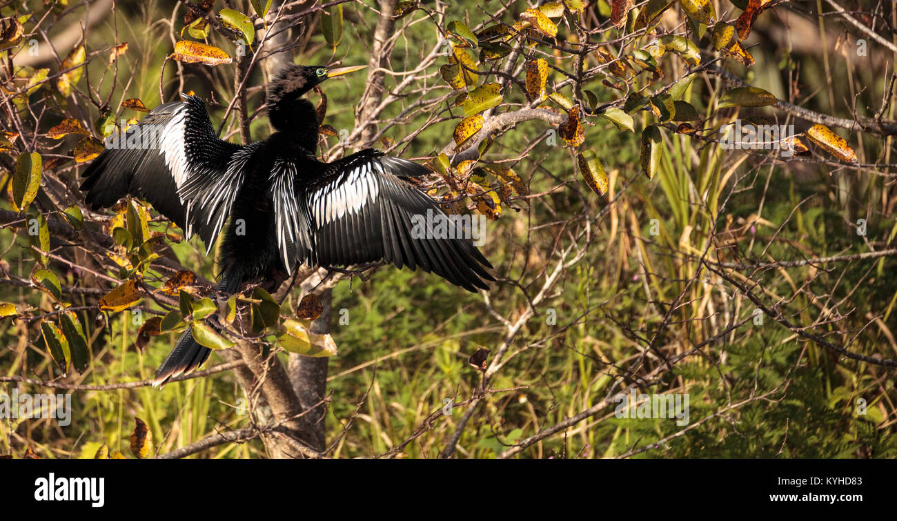 Male Anhinga bird called Anhinga anhinga and snakebird in the Corkscrew ...