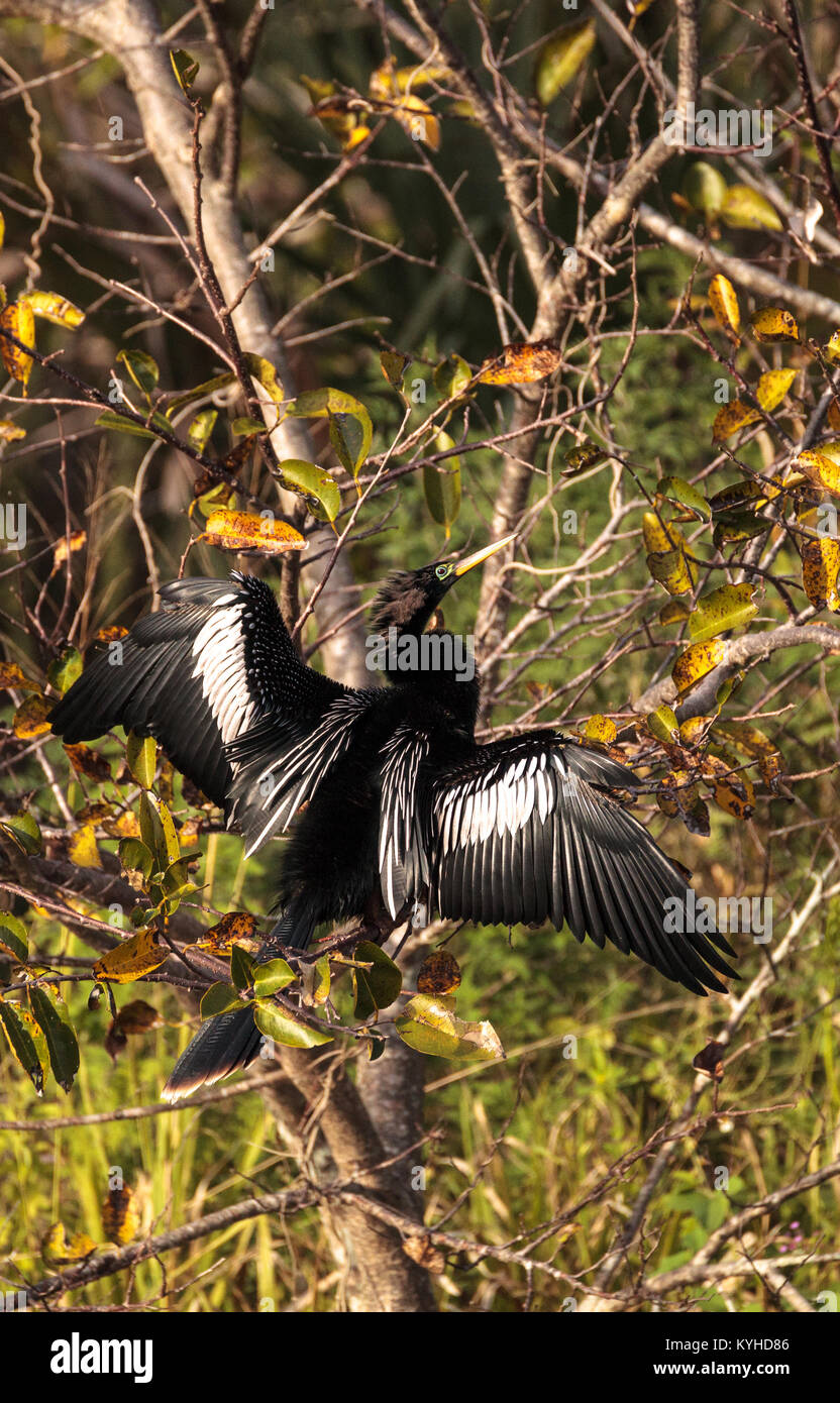 Male Anhinga bird called Anhinga anhinga and snakebird in the Corkscrew ...