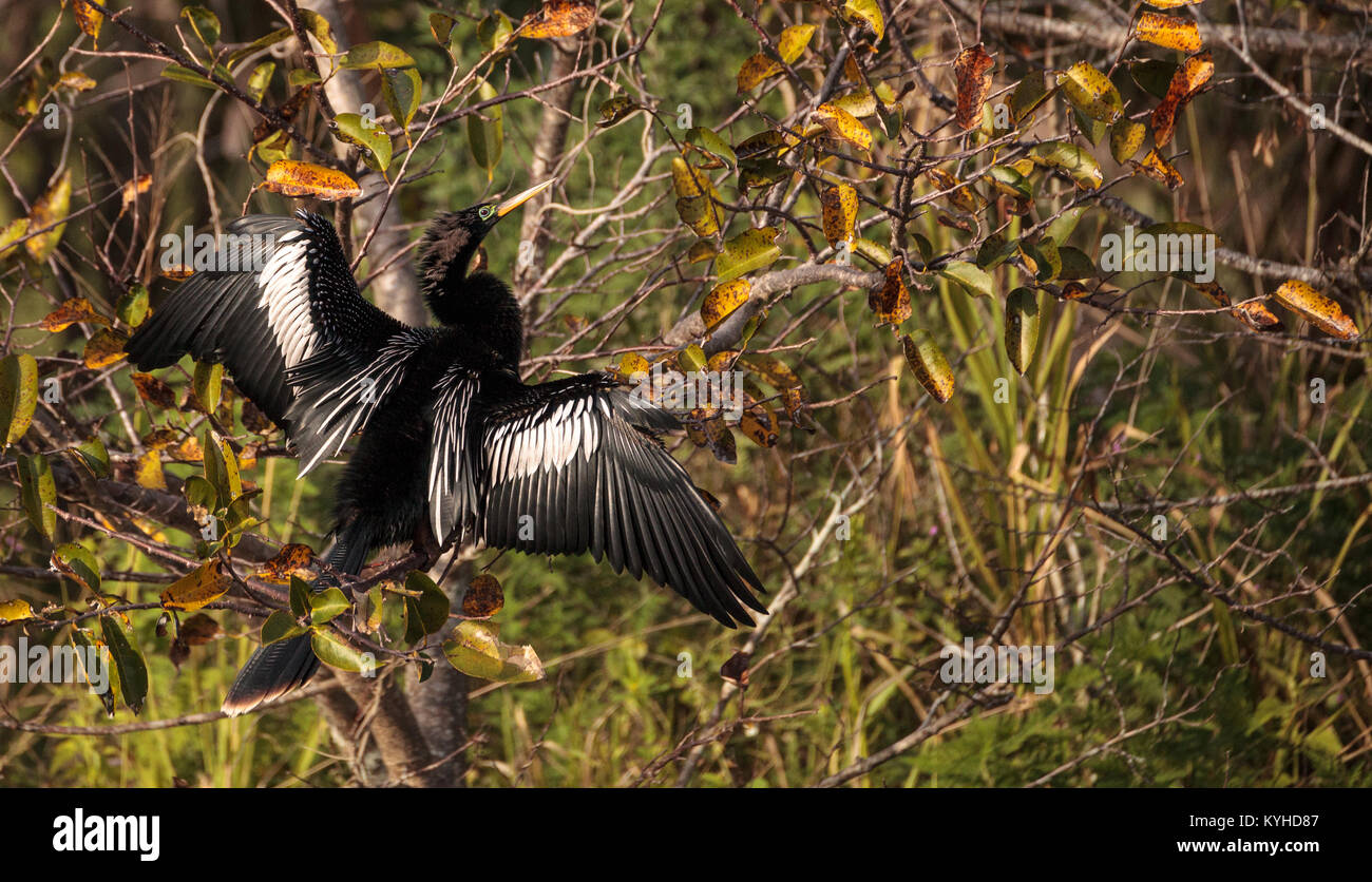 Male Anhinga bird called Anhinga anhinga and snakebird in the Corkscrew ...