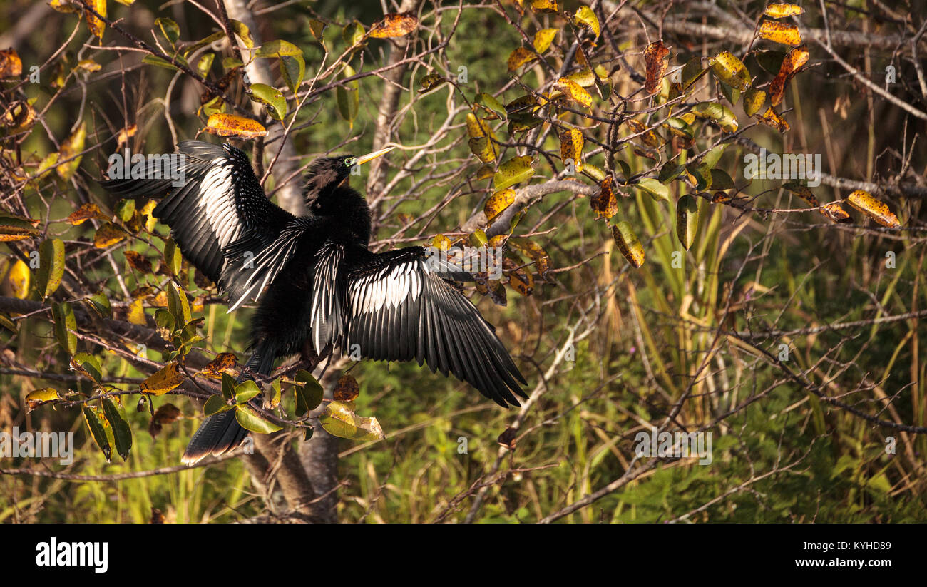 Male anhinga bird in nest hi-res stock photography and images - Alamy