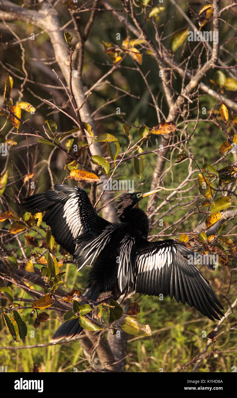 Male Anhinga bird called Anhinga anhinga and snakebird in the Corkscrew ...