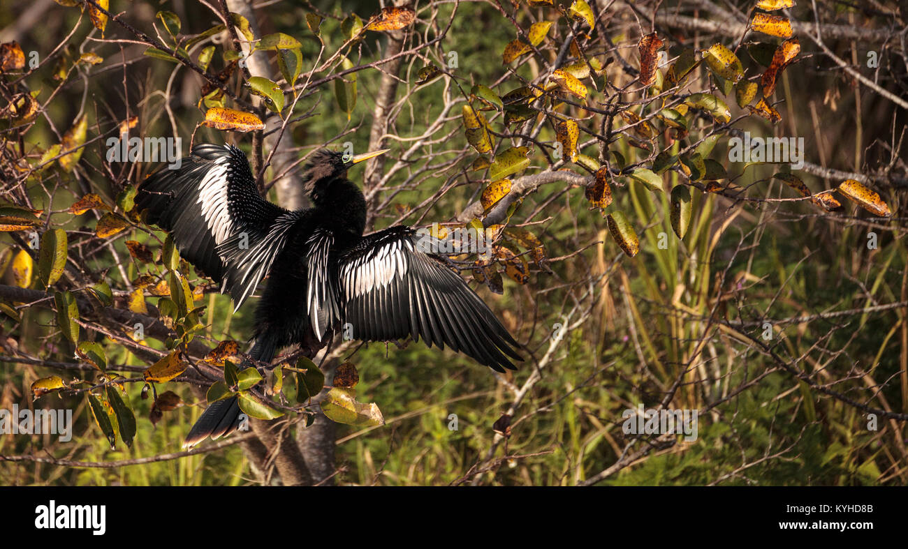Male Anhinga bird called Anhinga anhinga and snakebird in the Corkscrew ...