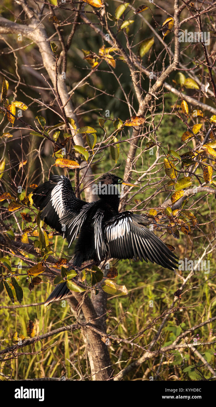 Male Anhinga bird called Anhinga anhinga and snakebird in the Corkscrew ...