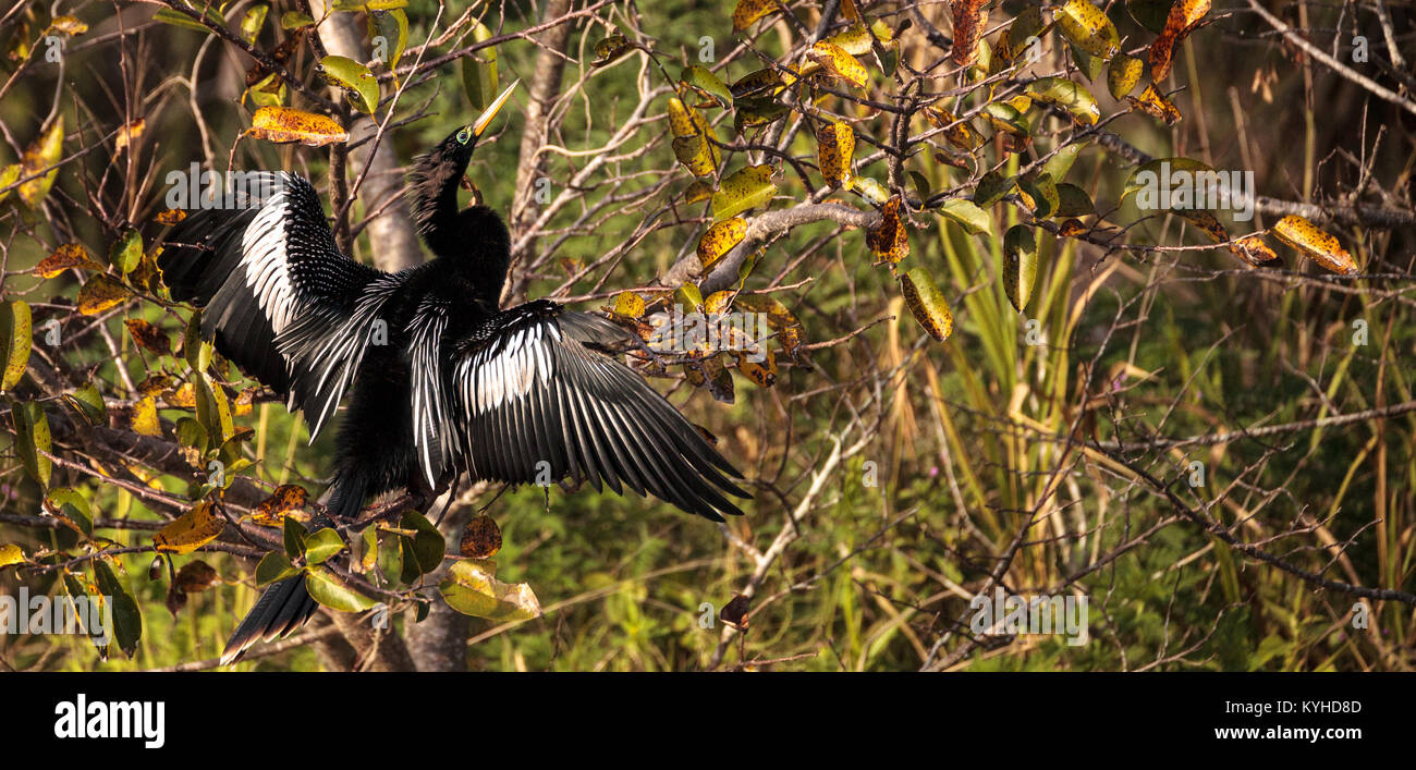 Male Anhinga bird called Anhinga anhinga and snakebird in the Corkscrew ...