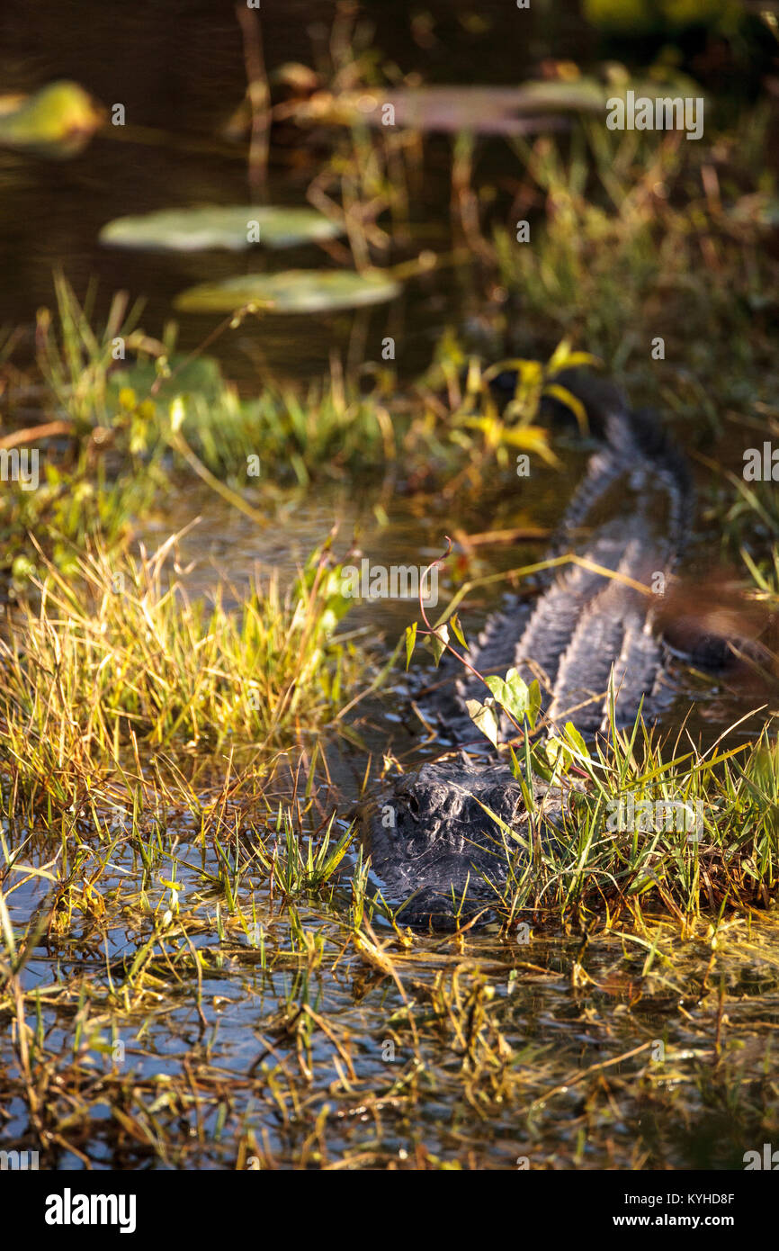 American alligator Alligator mississippiensis hides in a pond in the ...