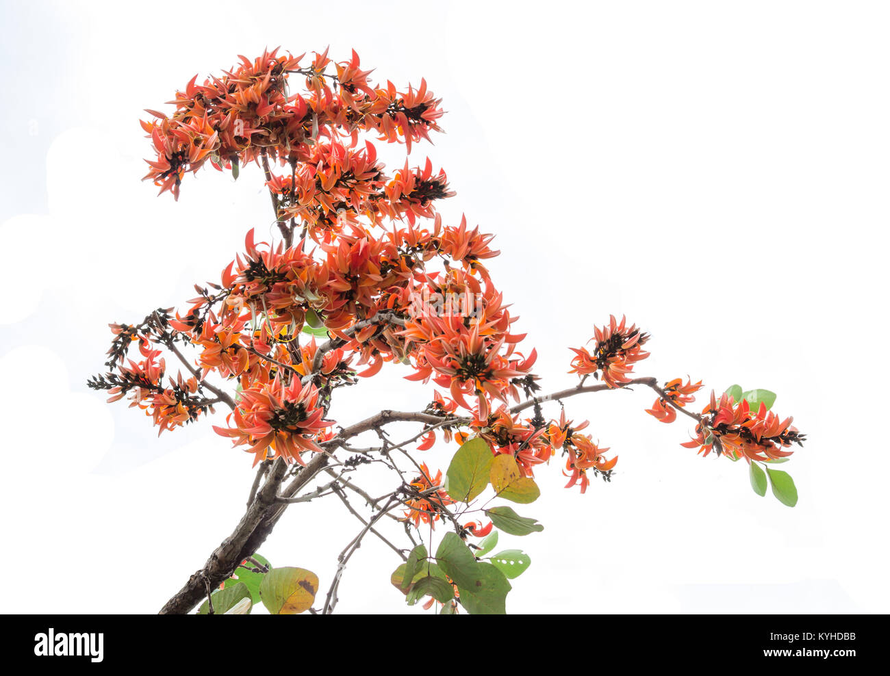 Butea monosperma is a species of Butea native to tropical and sub ...