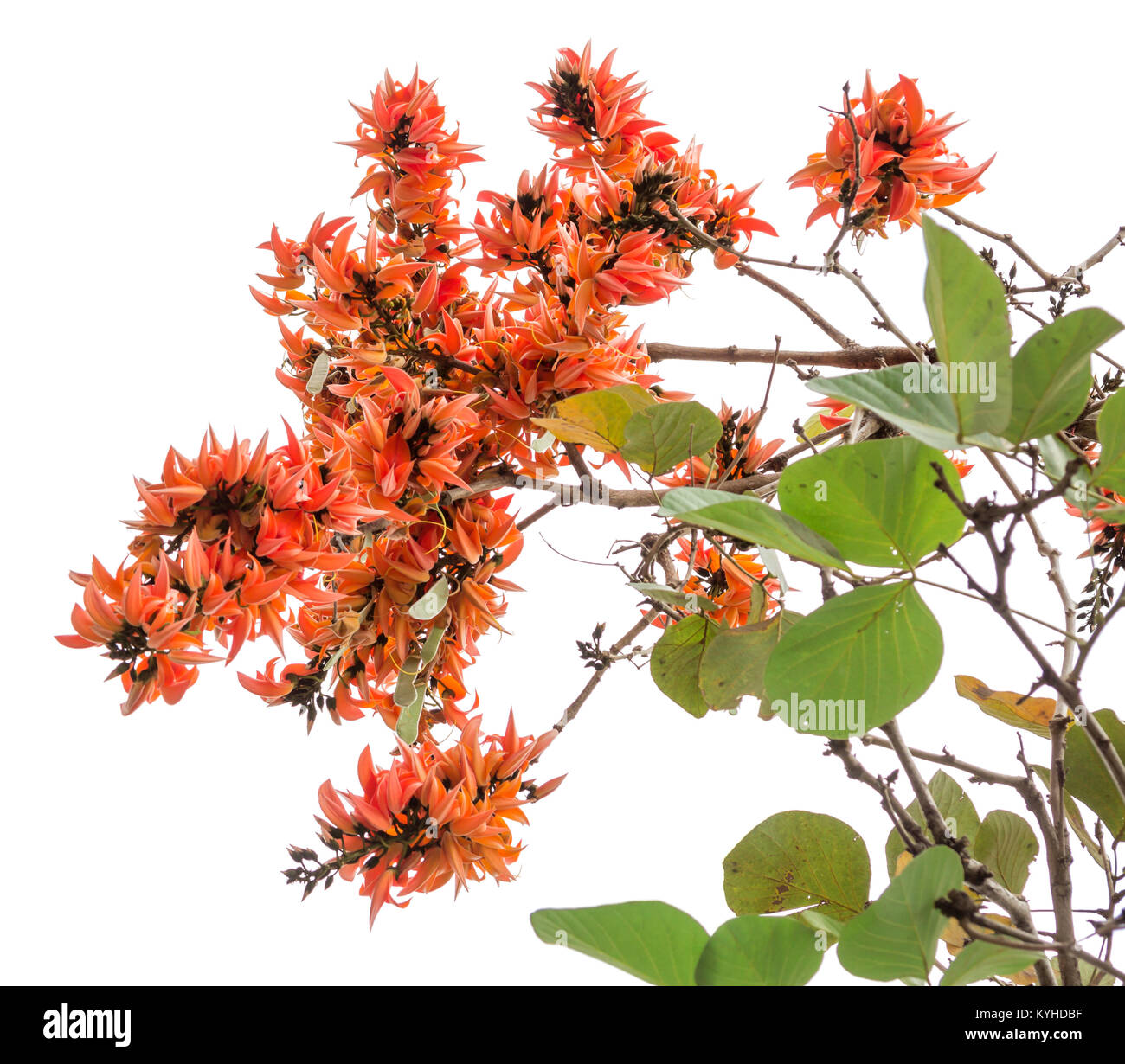 Butea monosperma is a species of Butea native to tropical and sub ...