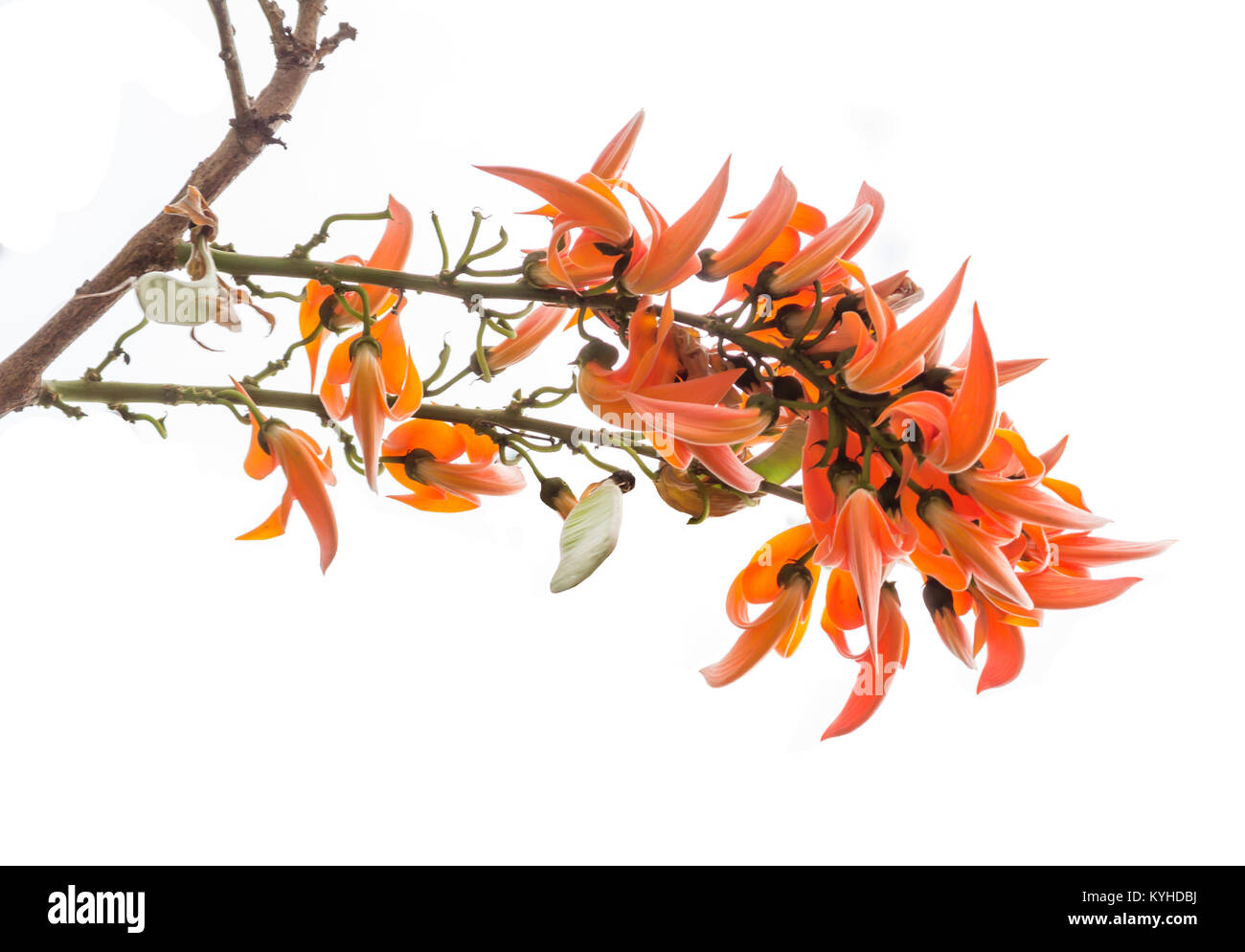 Butea monosperma is a species of Butea native to tropical and sub ...