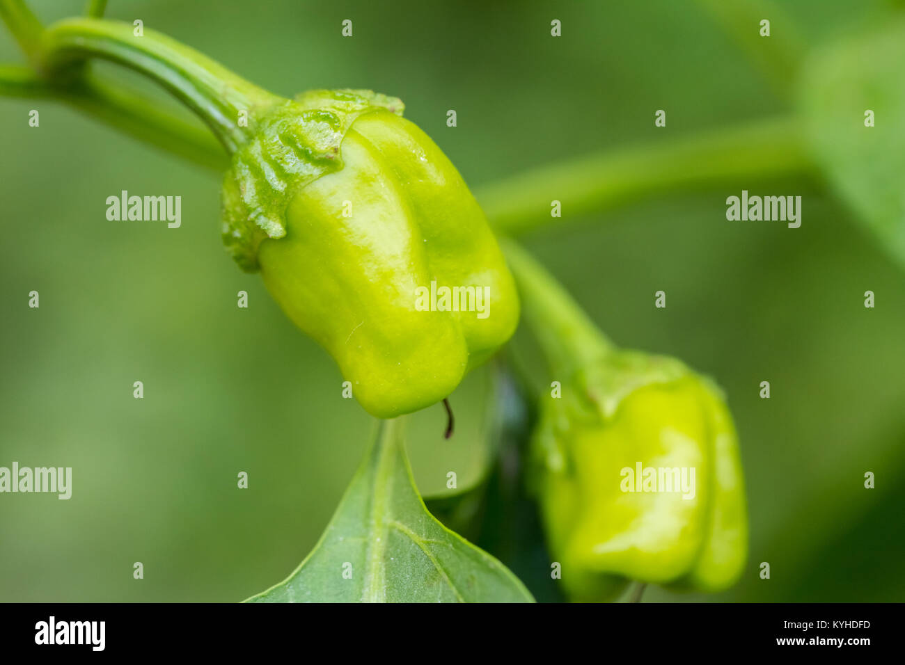Big green chilli hi-res stock photography and images - Alamy
