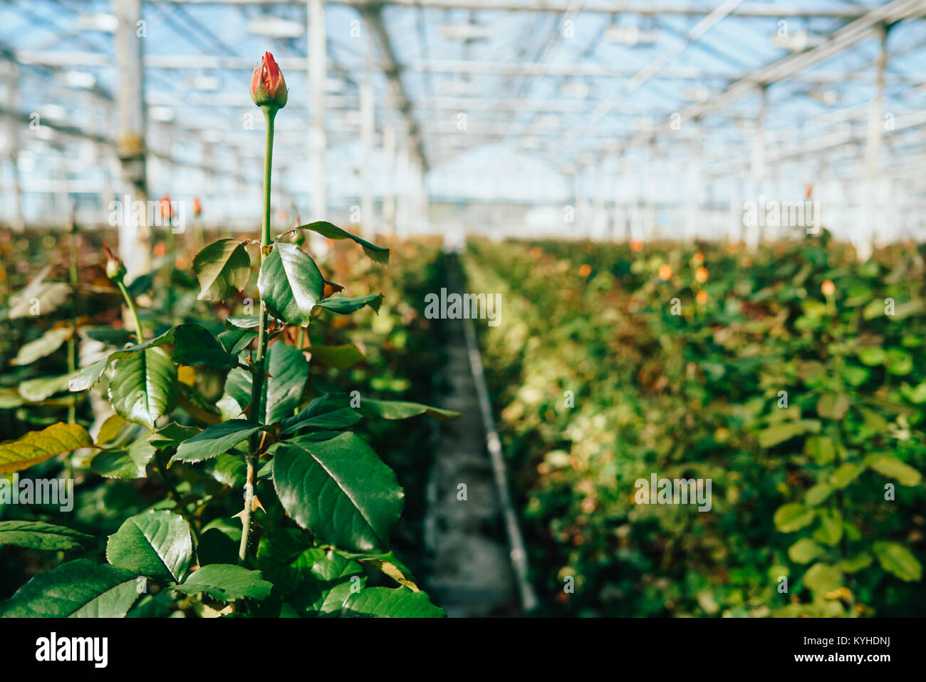 Greenhouse roses growing under daylight hi-res stock photography and ...
