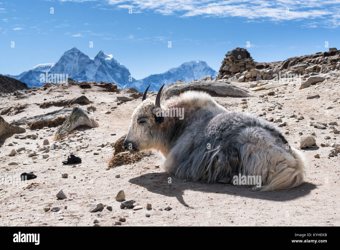 Yak animal hi-res stock photography and images - Alamy