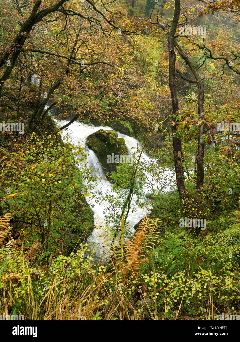 Colwith Force waterfall seen through woodland trees in Autumn, English ...