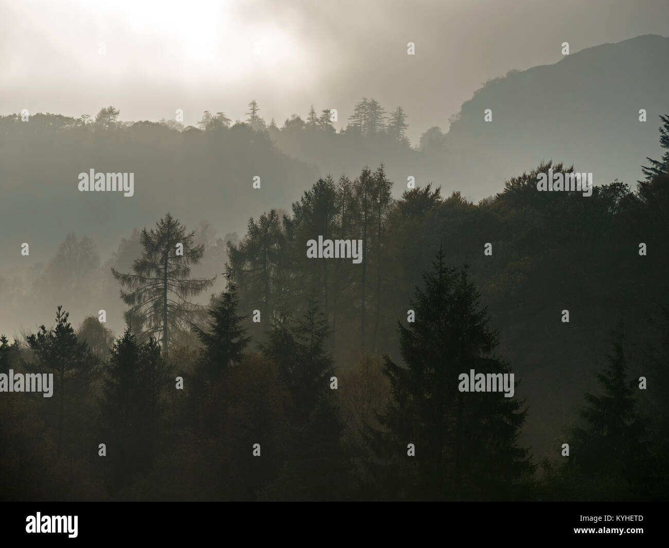 Misty conifer woodland tree skyline silhouettes, Elterwater, English ...