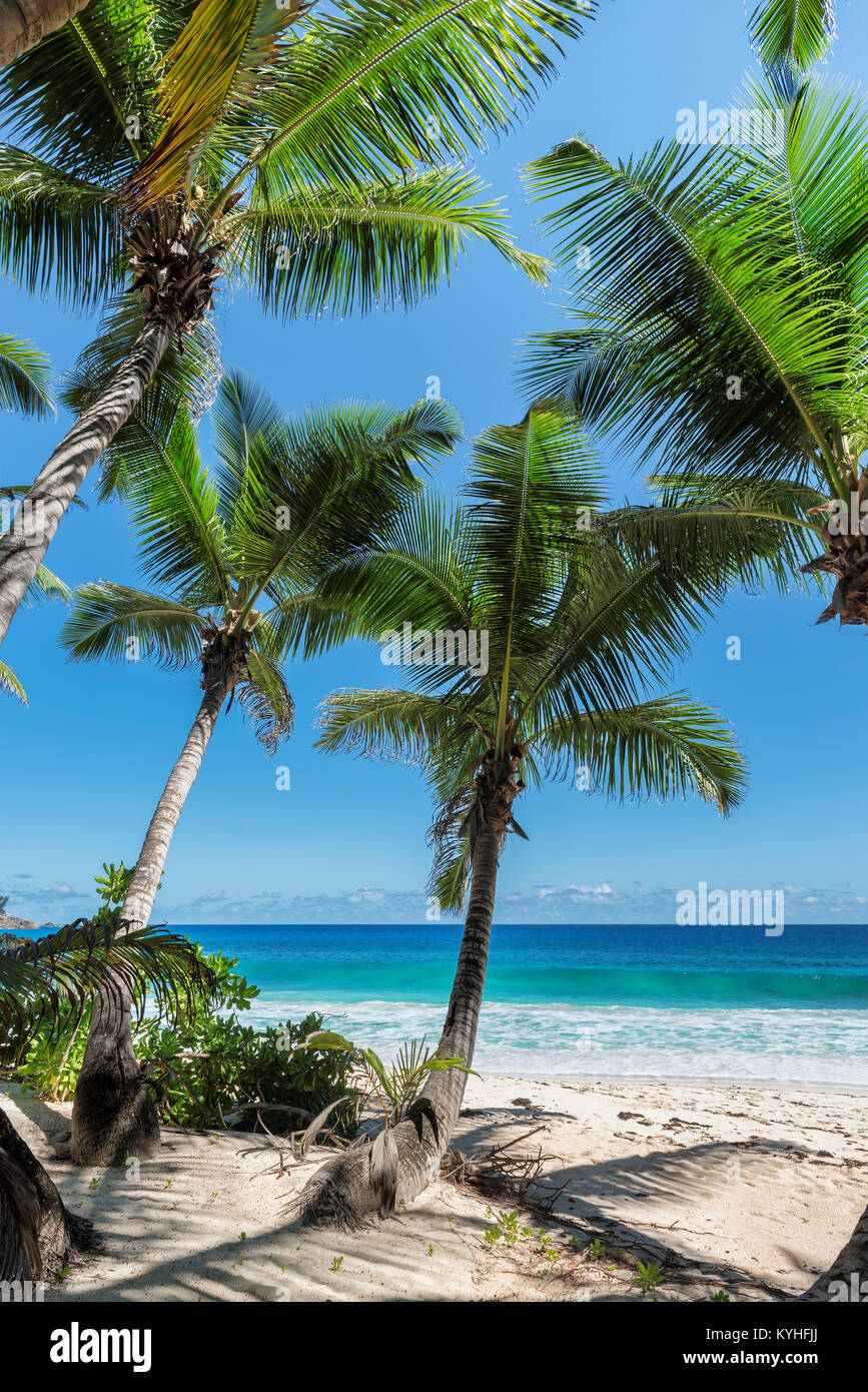 Bahamas tropics tropical hi-res stock photography and images - Alamy