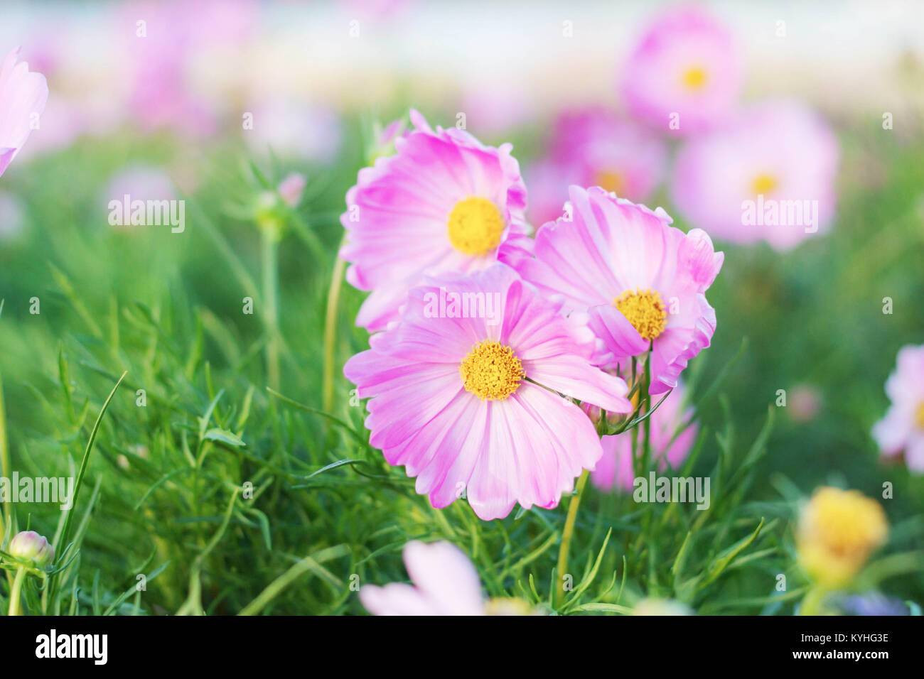 The beauty of pink cosmos in garden Stock Photo - Alamy
