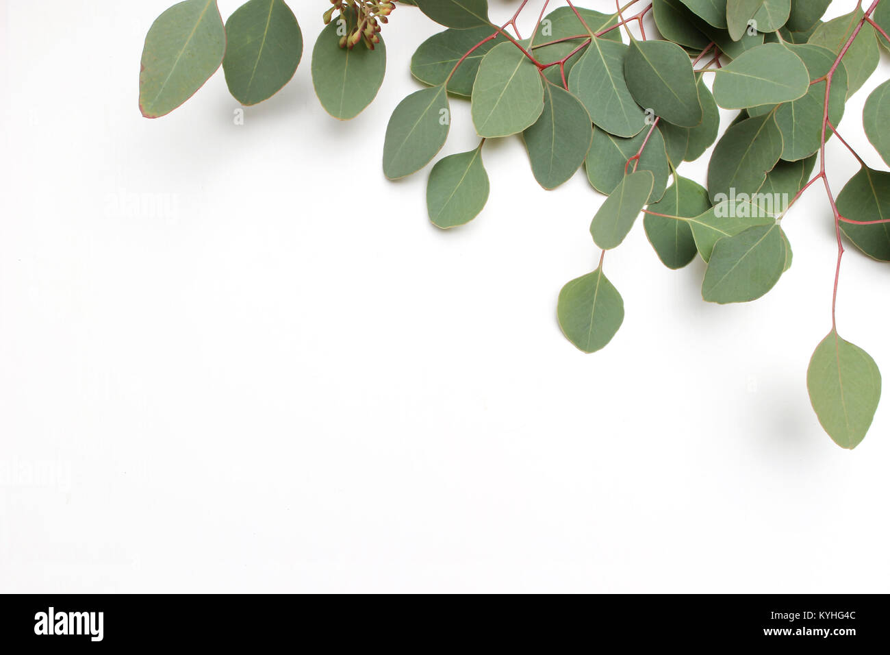 Frame, border made of green Silver dollar Eucalyptus cinerea leaves and ...