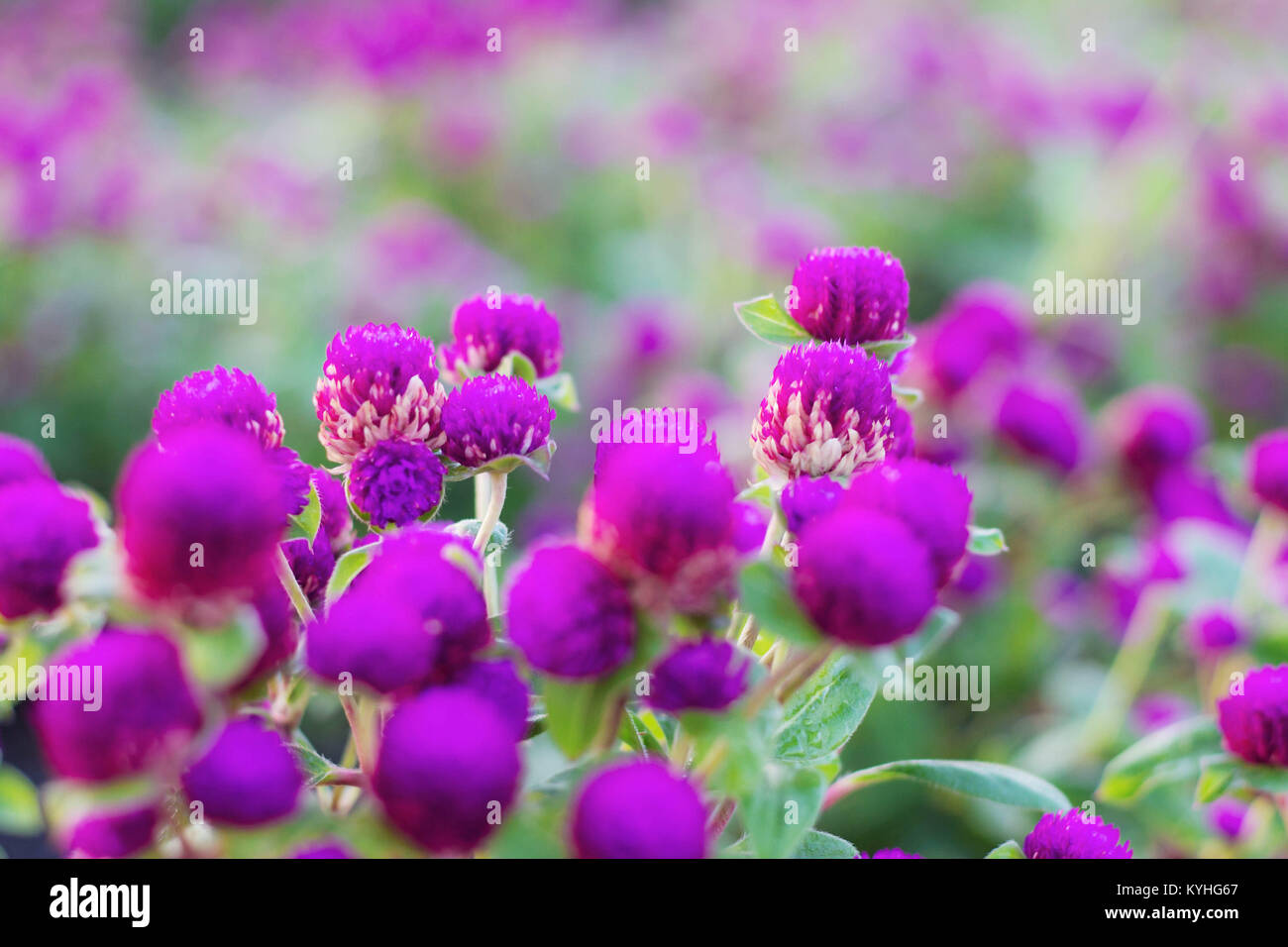 The beauty of flowers and freshness of nature in garden Stock Photo - Alamy