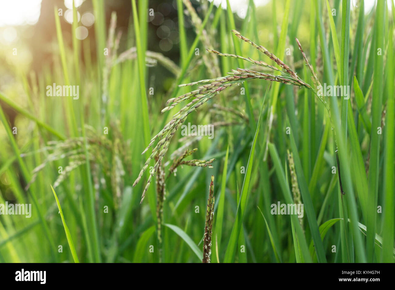 Growing rice with nature on the field Stock Photo - Alamy
