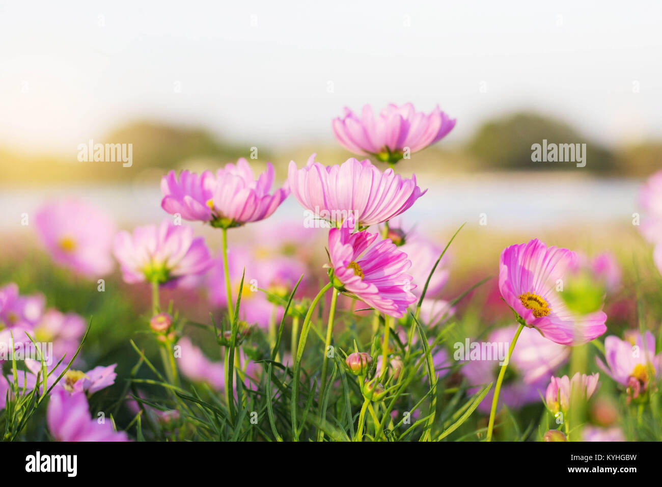 The beauty of pink cosmos with the sky Stock Photo - Alamy