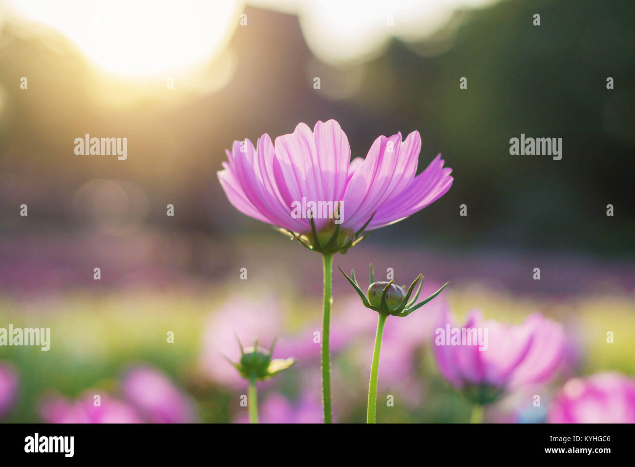 pink cosmos in garden with sunrise Stock Photo - Alamy