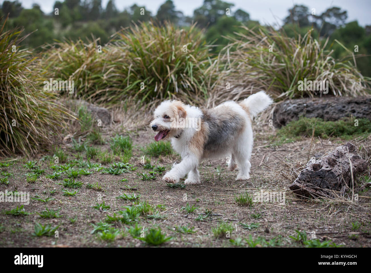 Happy Scruffy Dog High Resolution Stock Photography and Images - Alamy