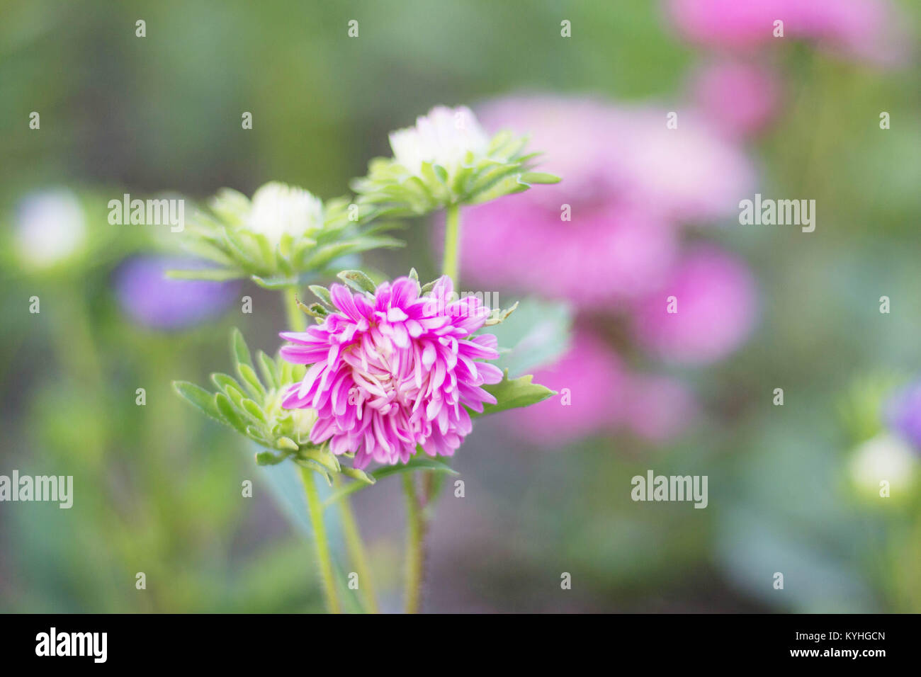 The beauty of pink flowers with nature Stock Photo - Alamy
