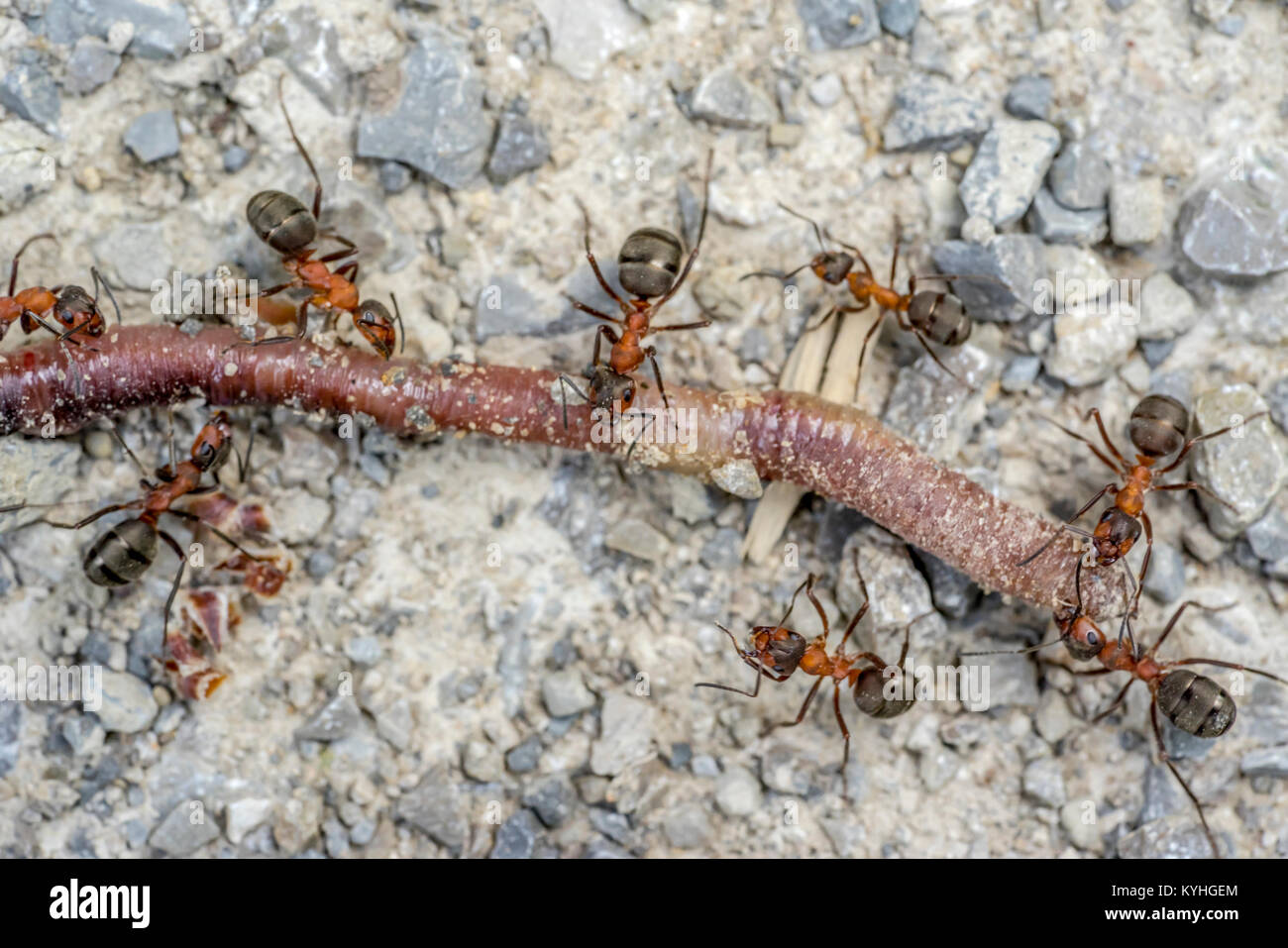Ant angle hi-res stock photography and images - Alamy