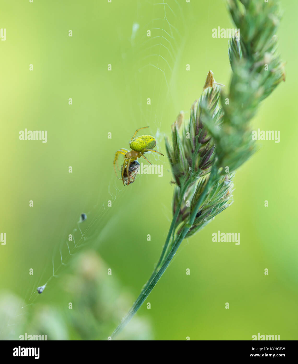 spider web including a spider with prey Stock Photo - Alamy