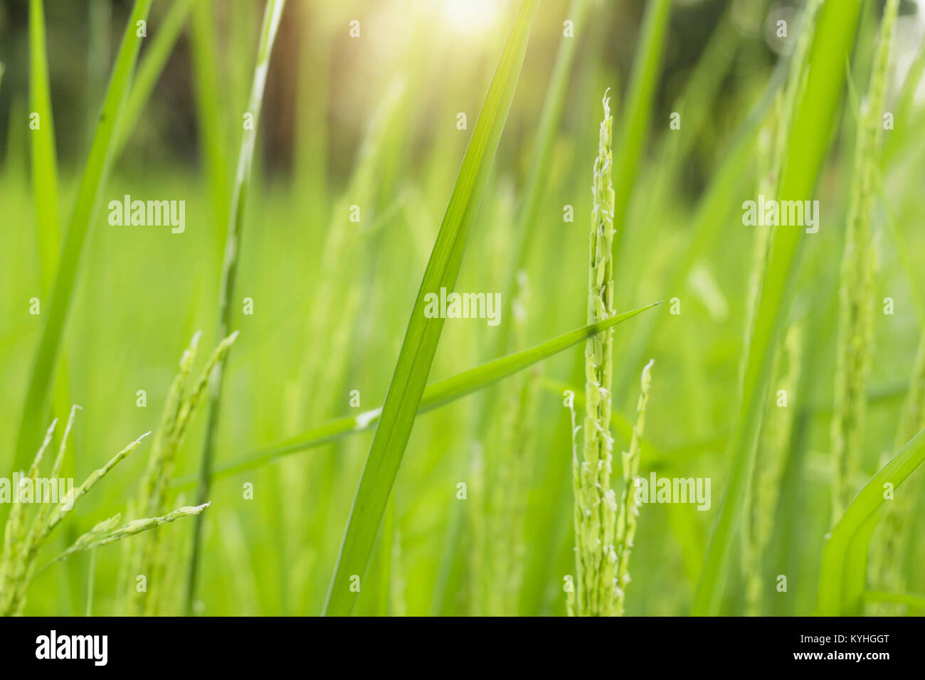 Rice in field with freshness of nature Stock Photo - Alamy