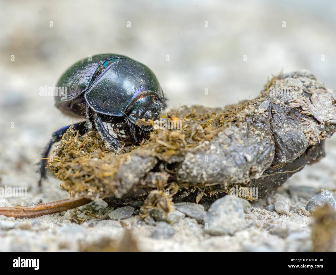 Earth boring dung beetle hi-res stock photography and images - Alamy
