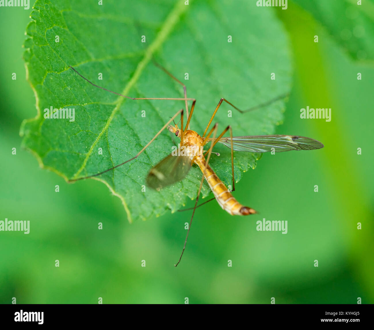 Crane flies hi-res stock photography and images - Alamy