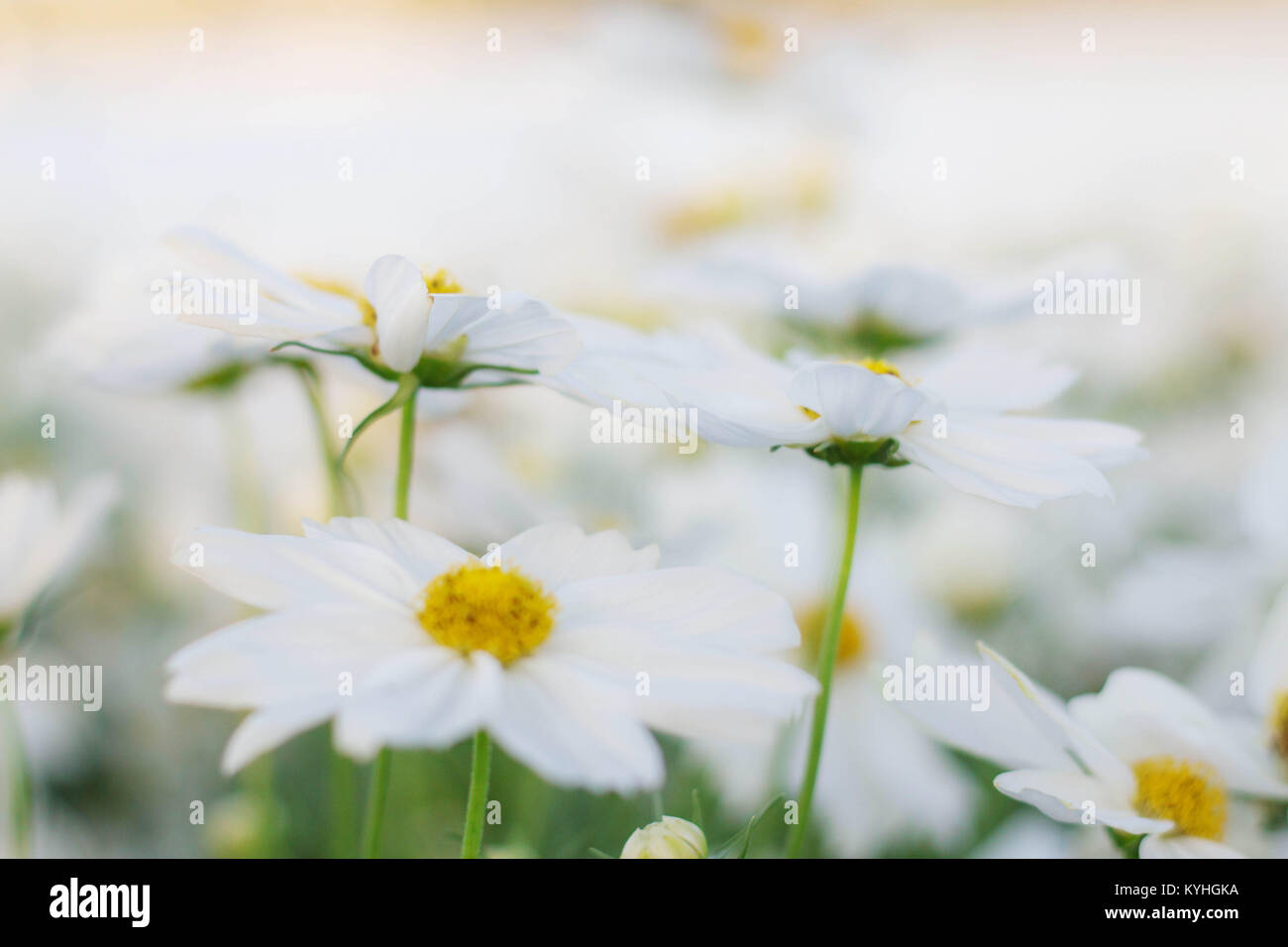 White Cosmos flowers with beautiful and pure Stock Photo - Alamy