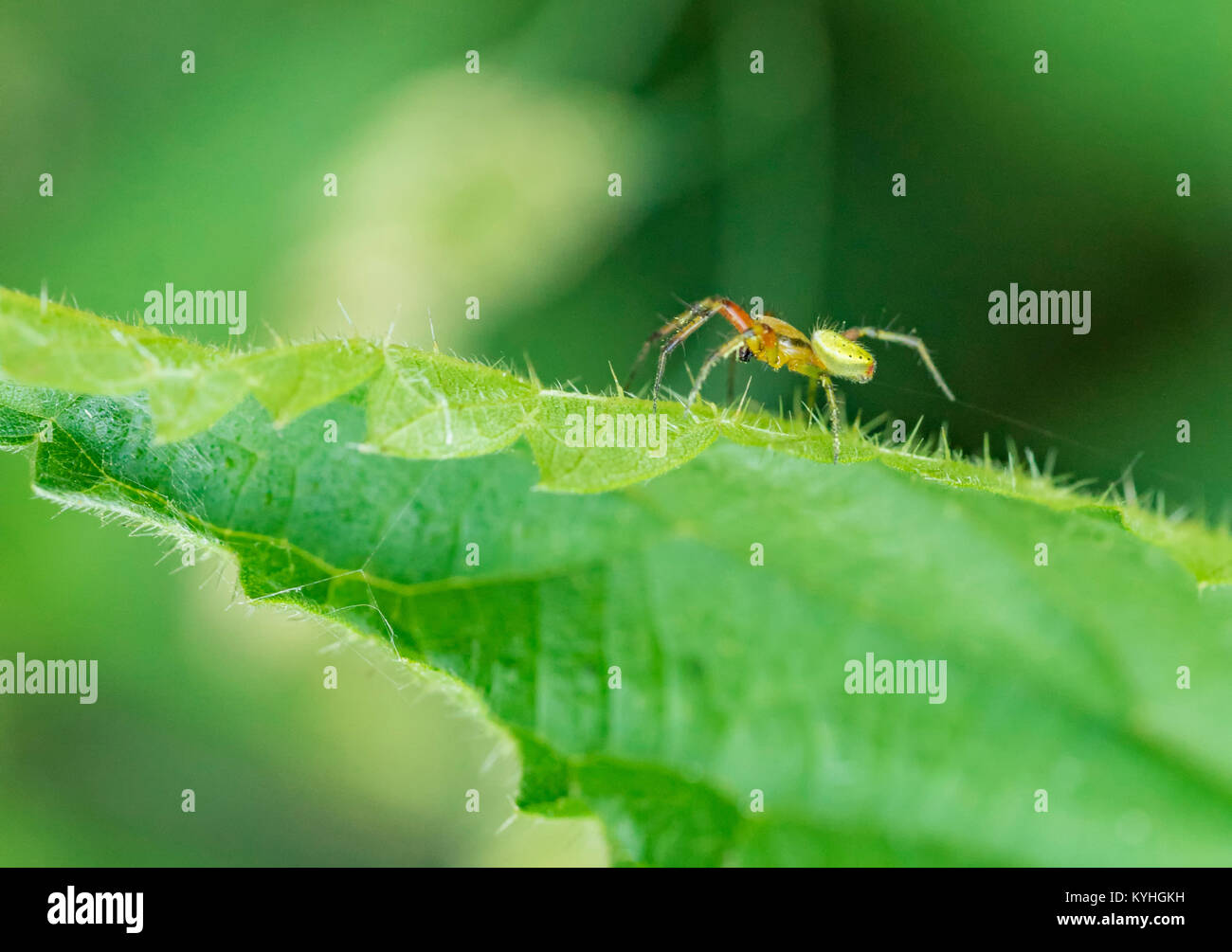sideways shot of acucumber green spider on green leaf Stock Photo - Alamy