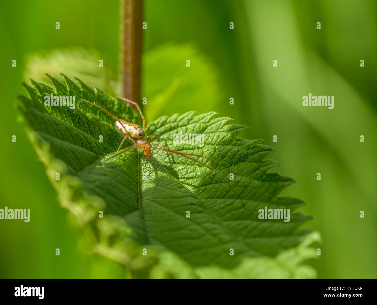 Gren leaf hi-res stock photography and images - Alamy