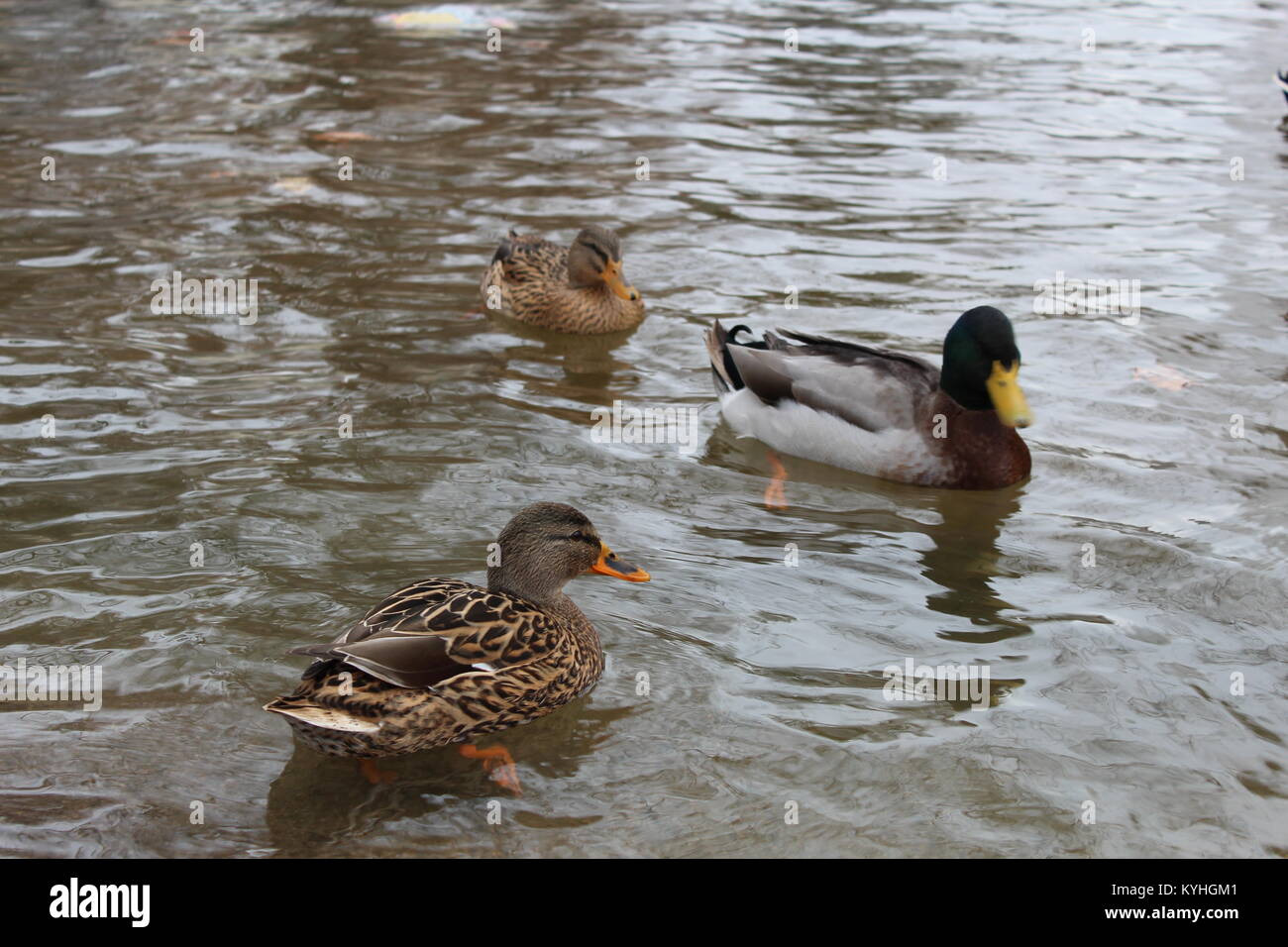 Animals italy hi-res stock photography and images - Alamy