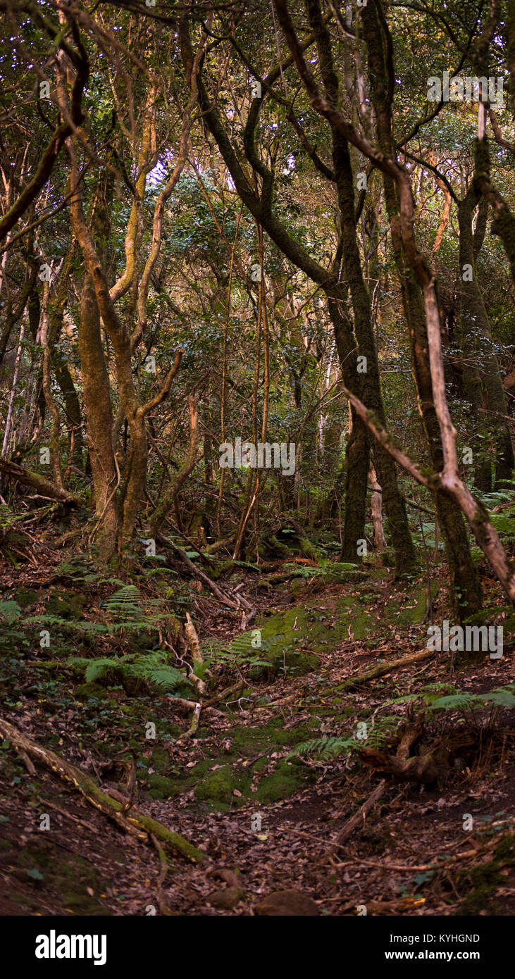 Eerie laurel forest, or laurisilva, in the Anaga massif, exceptionally ...