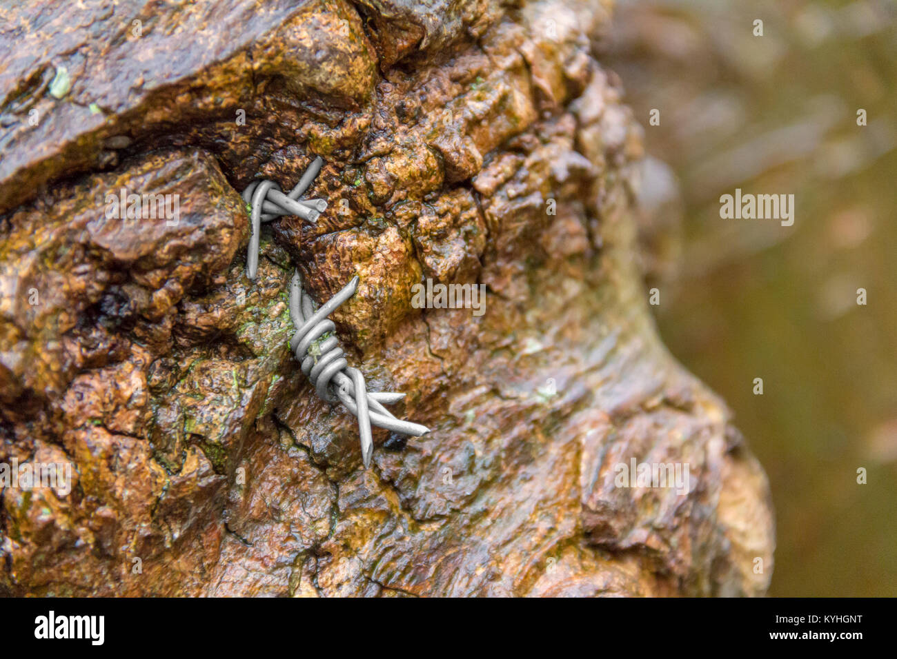 detail shot of a tree with ingrown spiky barbwire fragment Stock Photo ...