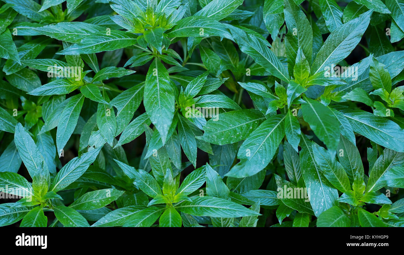 Hypericum canariense or Canary Islands St. John's-wort bush, an endemic ...