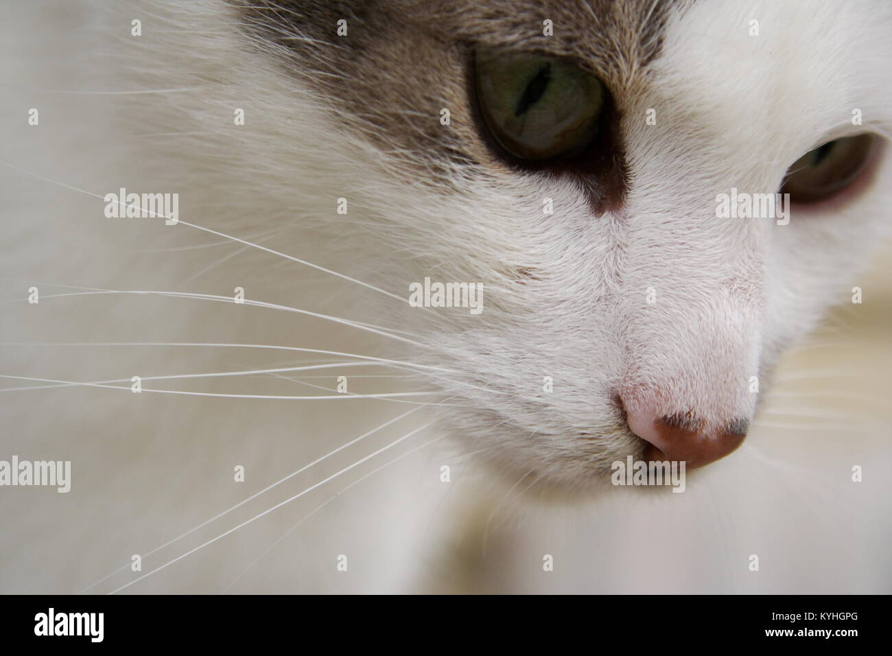 Cat face close hi-res stock photography and images - Alamy