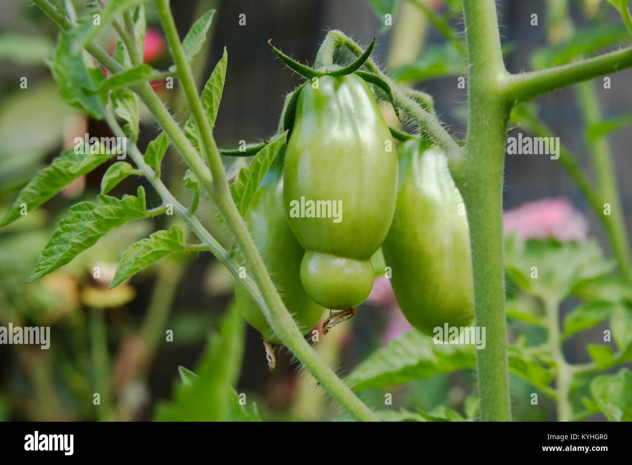 Deformed red tomato hi-res stock photography and images - Alamy