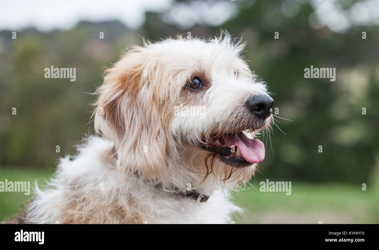Happy scruffy dog hi-res stock photography and images - Alamy