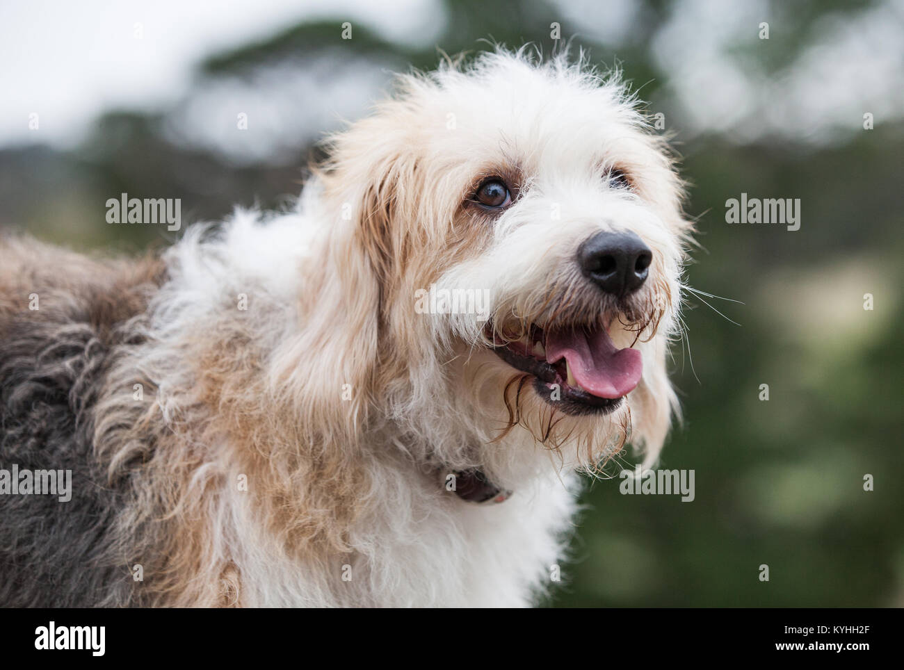 Happy scruffy dog hi-res stock photography and images - Alamy