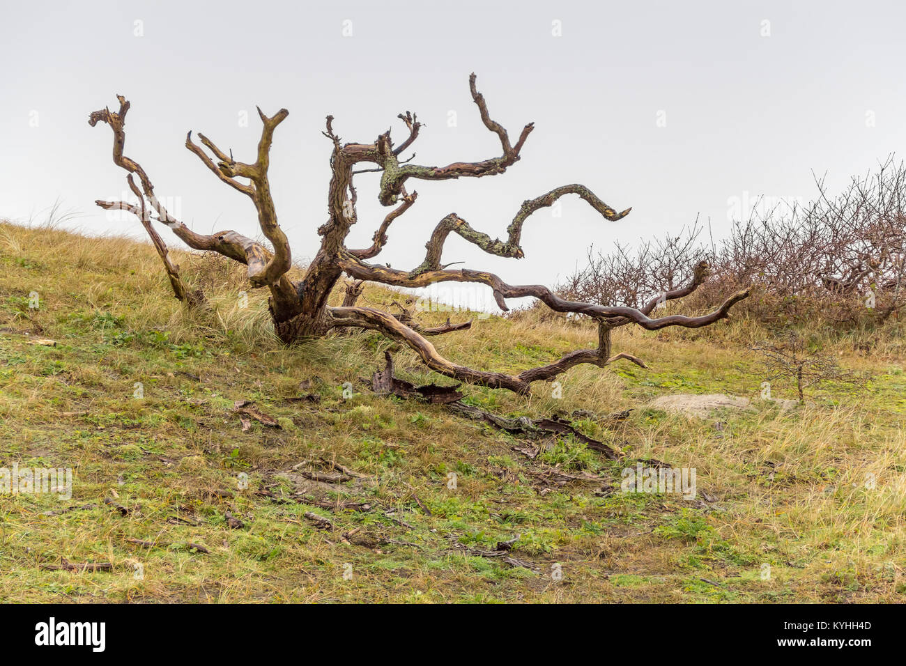 Knotty tree hi-res stock photography and images - Alamy