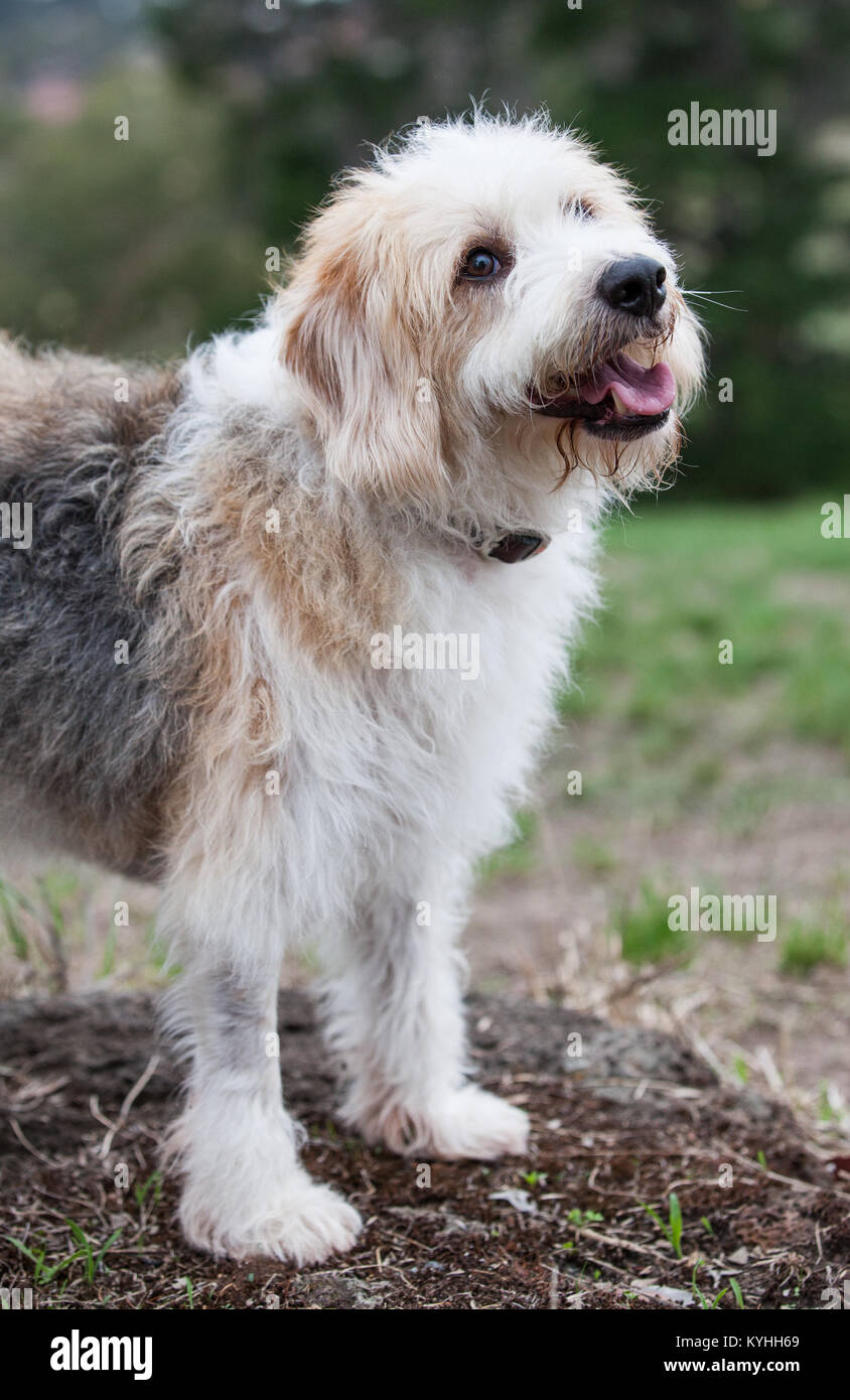 Happy scruffy dog hi-res stock photography and images - Alamy