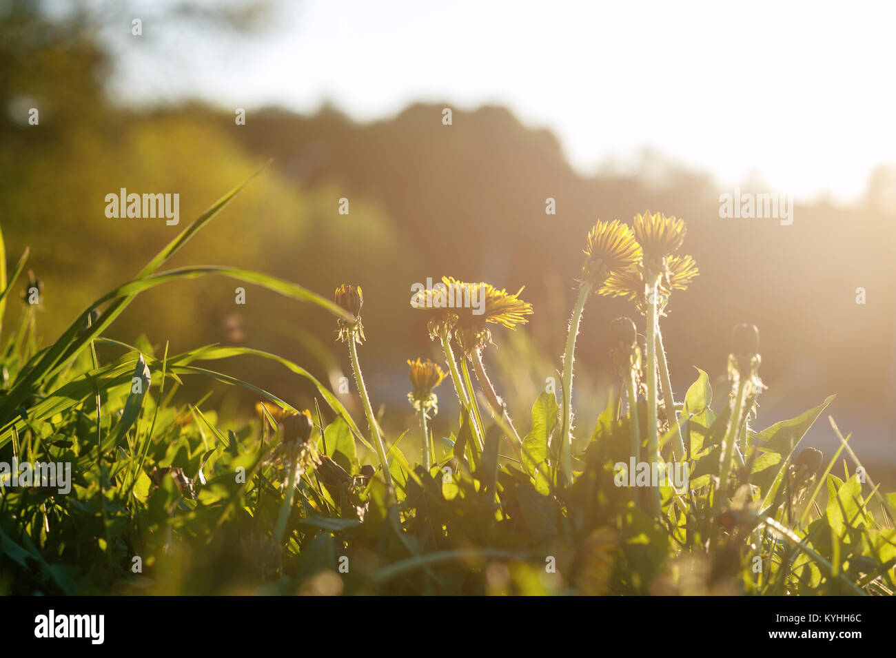 yellow dandelion flower close up, spring background Stock Photo - Alamy