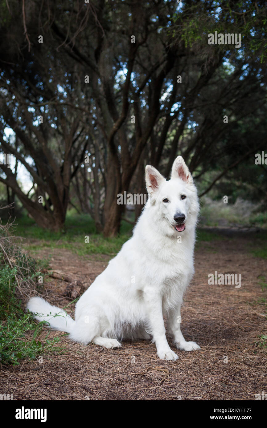 Giant White German Shepherd